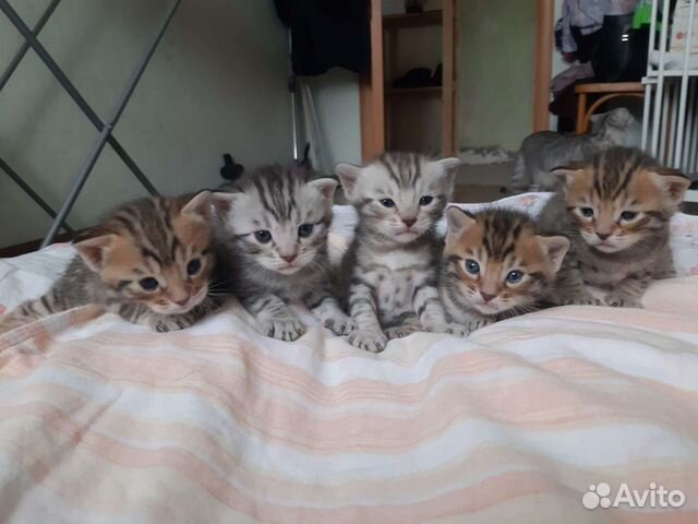 Котята бенгало-британцы метисы