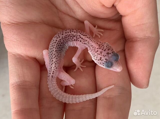 Эублефар Super Black Hole