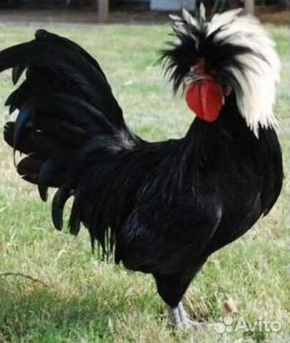 Петух породы " Голландская белохохлая"