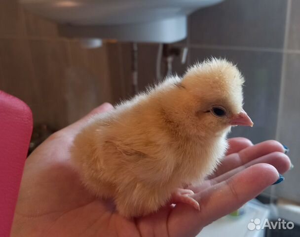Цыплята суточные