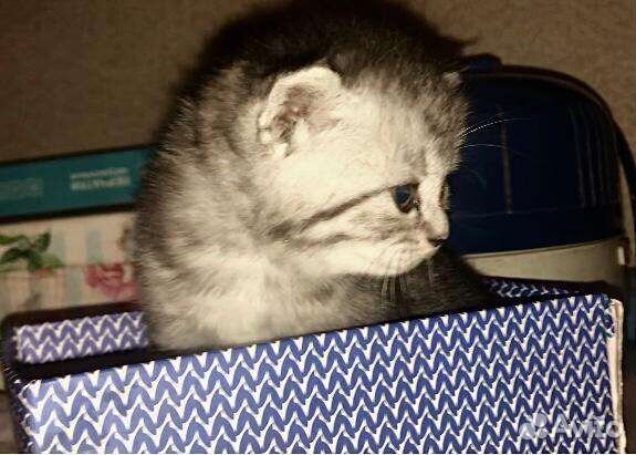 Шотландские котята