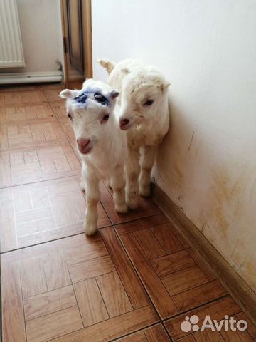 Домашние животные, козлята