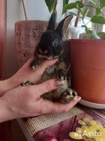 Кролик черно огненный (рекс)