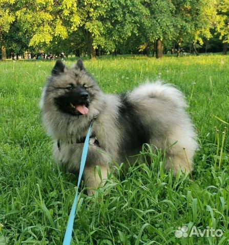 Немецкий вольф шпиц (кеесхонд). Кастрирован. РКФ