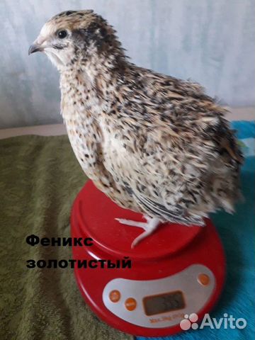 Перепела инкубационное яйцо