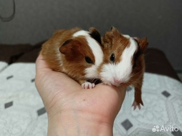 Морские свинки
