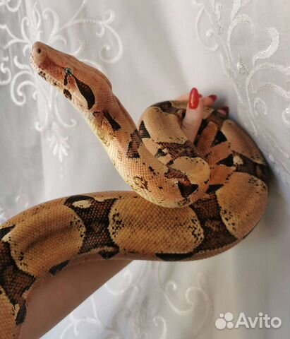 Императорские удавы семья