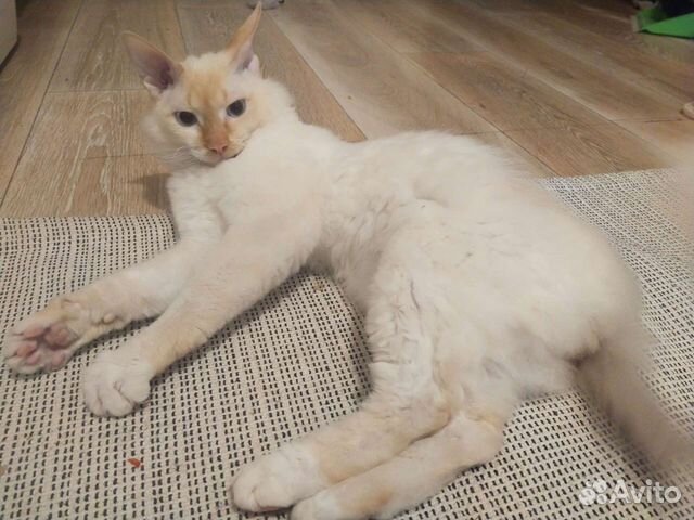 Красивый котенок ищет хозяина