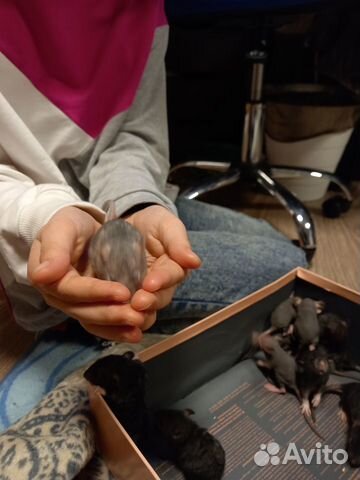 Крыса домашняя