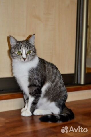 Кошка Мальвина в добрые руки