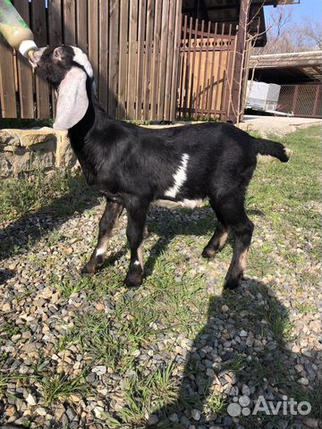 Англо нубийские козлята