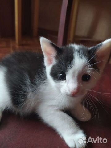 Котенок в дар бесплатно