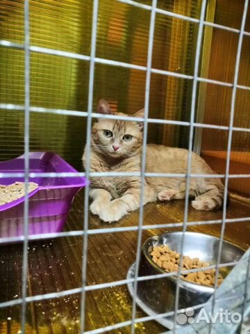 Кошечка Тайра ищет