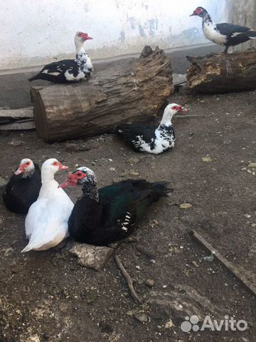 Селезень индоутки