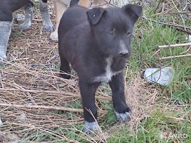 Русско европейская лайка