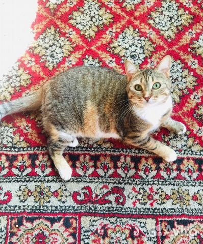 Булочку мне отдали при смерти