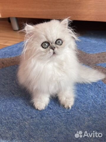 Котята шиншилла