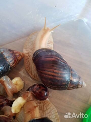 Улитка Ахатина взрослая