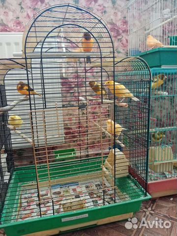 Певчие птицы