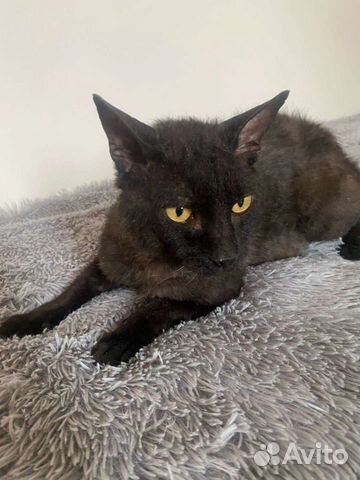 Удивительный мальчик ищет дом