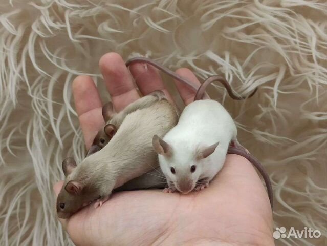 Сатиновые мышки