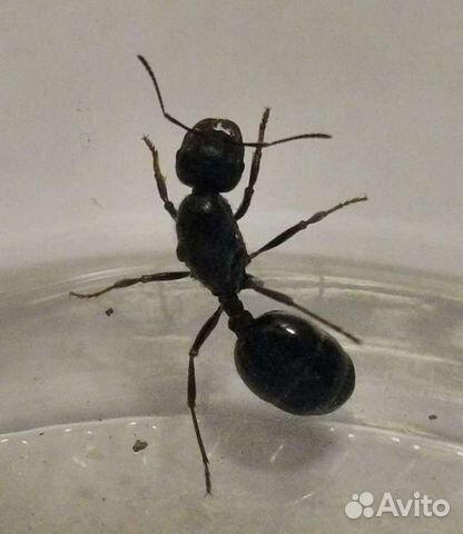 Муравьи жнецы матка