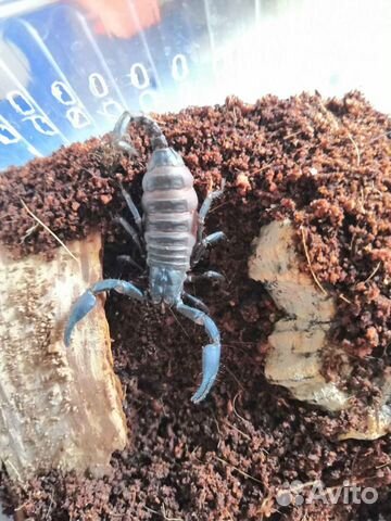 Scorpions