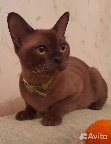 Бурманские котята