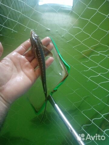 Малёк для пруда