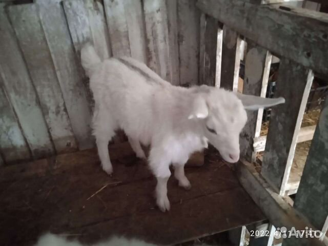 Коза девочка