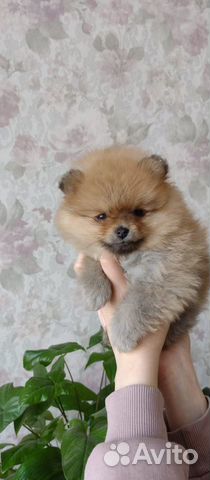 Померанский шпиц