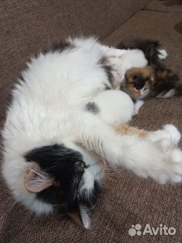 Кошка(котята) нужна помощь