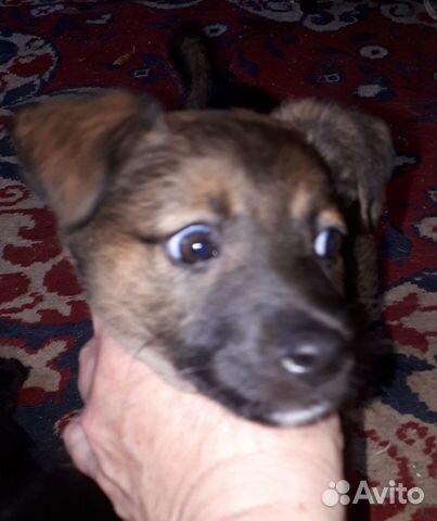 Щенки в добрые руки даром