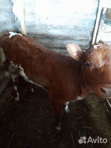 Бычки и быки