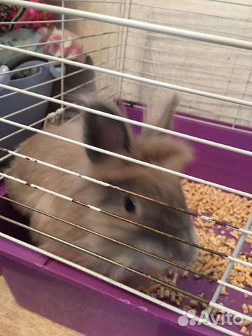 Кролик карликовый