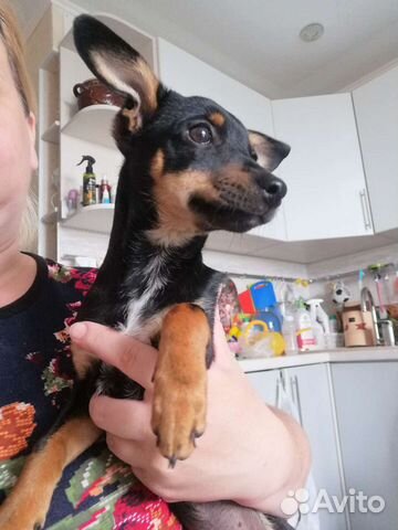 Мини той-терьер