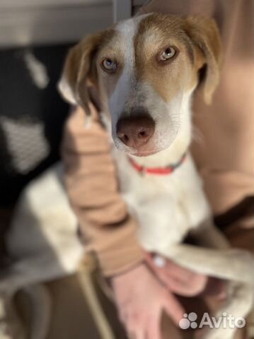 Стелла ищет дом