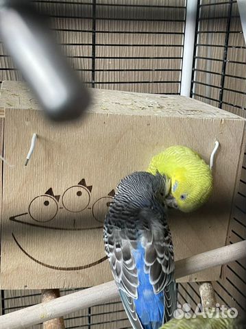 Пара вронистых попугаев