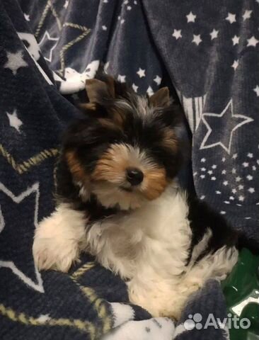 Продам Бивер Йорк