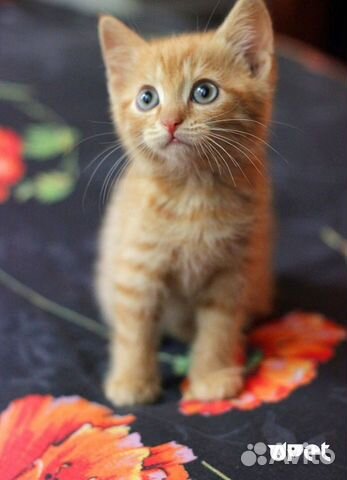 Приму в дар маленькое рыженькое солнце)