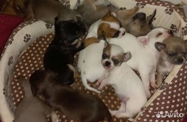 Щенки чихуахуа мини и стандарт