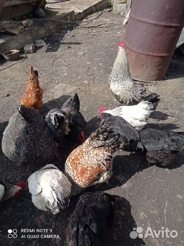 Куры петухи