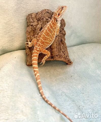 Самка бородатой агамы