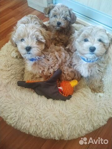 Мальтипу f1 мини мальчик VIP