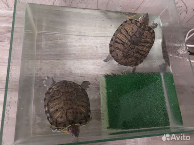 Красноухая черепаха с аквариумом