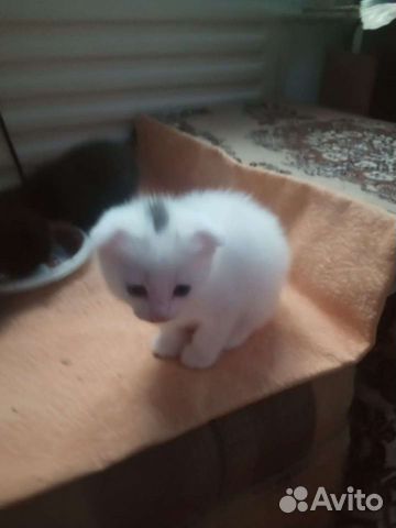 Вислоухие котята