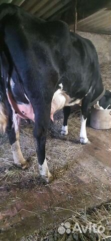 Корова молочная
