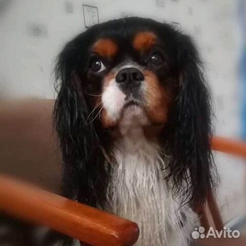 Кавалер кинг чарльз спаниель