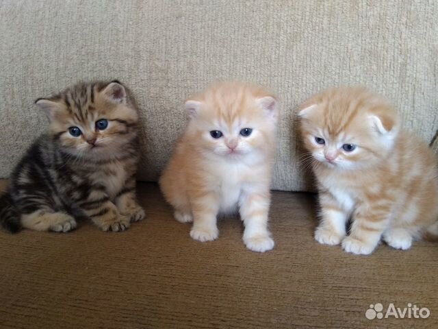 Шотландские котята