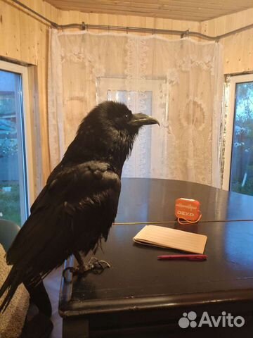 Говорящий ворон. Только в знающие руки